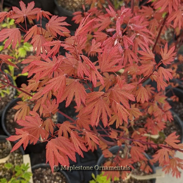 Ki setsu dore – Maplestone Ornamentals