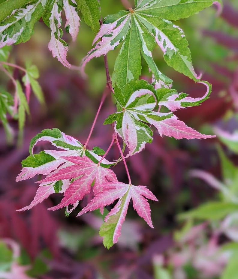Kotobuki – Maplestone Ornamentals Kotobuki – Maplestone Ornamentals