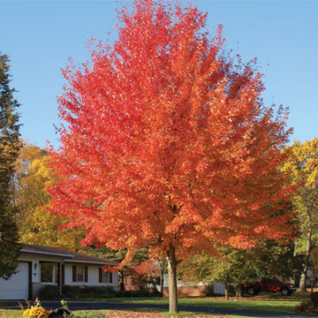 Japanese Maples – Maplestone Ornamentals