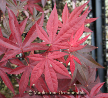 Japanese Maples – Maplestone Ornamentals