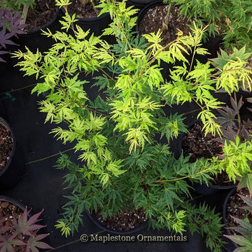 Japanese Maples – Maplestone Ornamentals