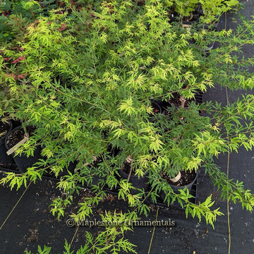 Japanese Maples – Maplestone Ornamentals
