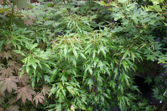 Japanese Maples – Maplestone Ornamentals