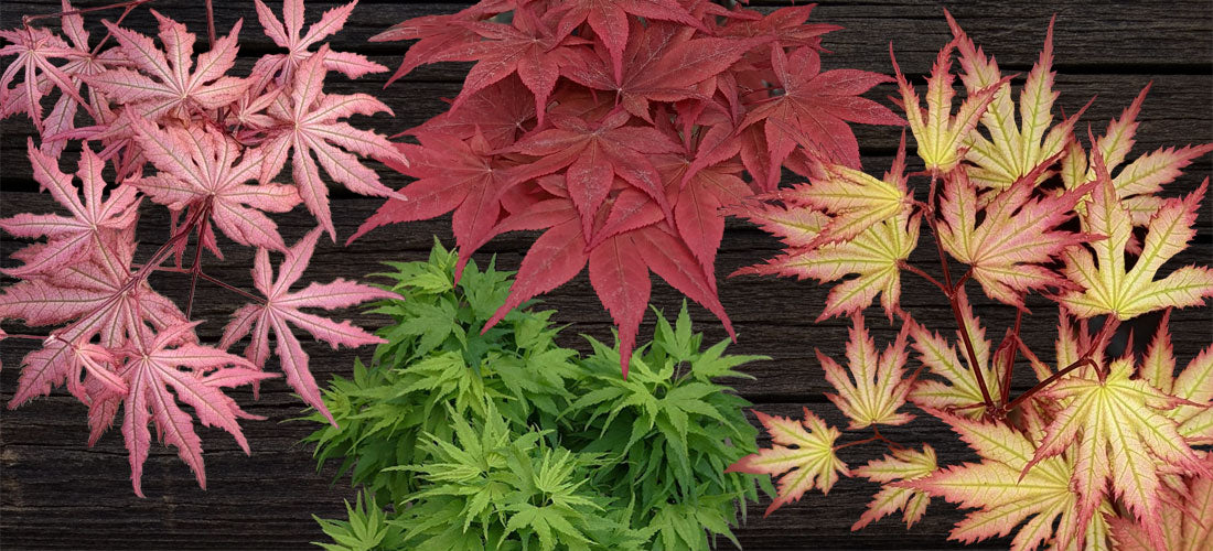 Maplestone Ornamentals