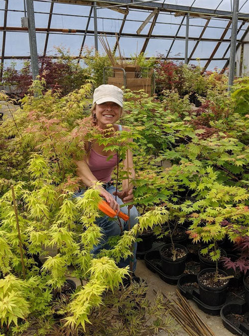 About Us – Maplestone Ornamentals