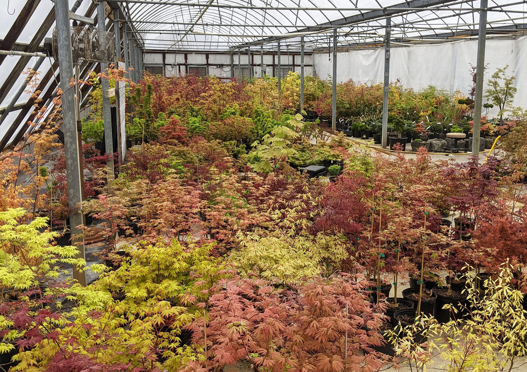 About Us – Maplestone Ornamentals