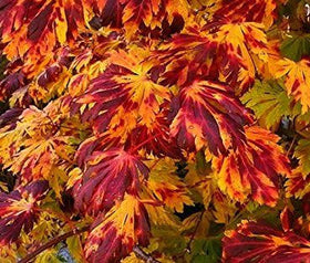 Japanese Maples – Maplestone Ornamentals