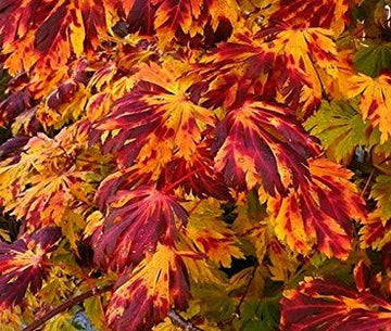 About Us – Maplestone Ornamentals