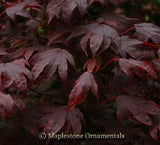 About Us – Maplestone Ornamentals