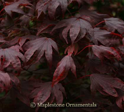 Japanese Maples – Maplestone Ornamentals