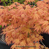 Japanese Maples – Maplestone Ornamentals