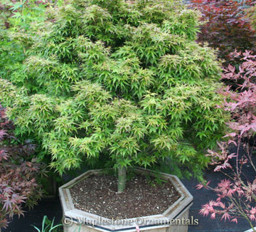 Japanese Maples – Maplestone Ornamentals
