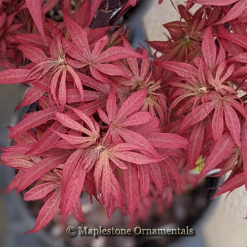 Japanese Maples – Maplestone Ornamentals