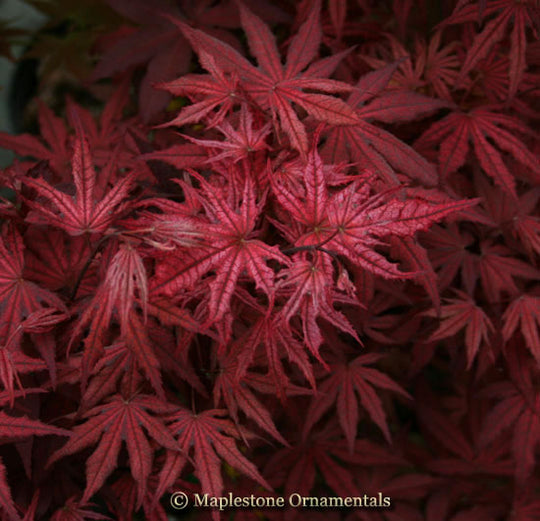 Japanese Maples – Maplestone Ornamentals