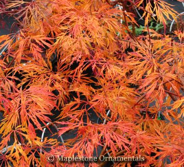 Japanese Maples – Maplestone Ornamentals