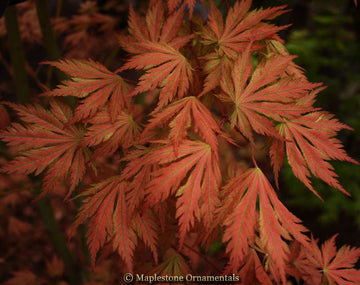 Japanese Maples – Maplestone Ornamentals