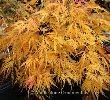 Japanese Maples – Maplestone Ornamentals