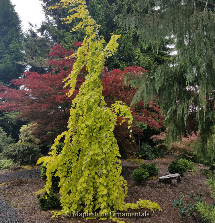 Maplestone Ornamentals