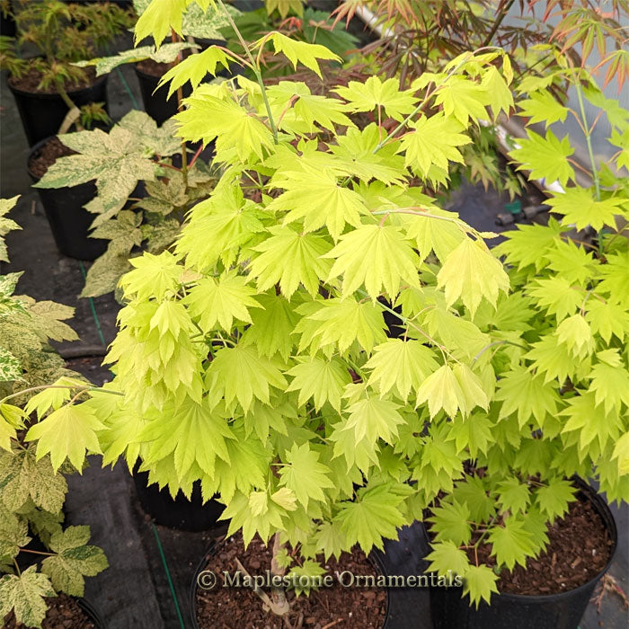 Aureum – Maplestone Ornamentals