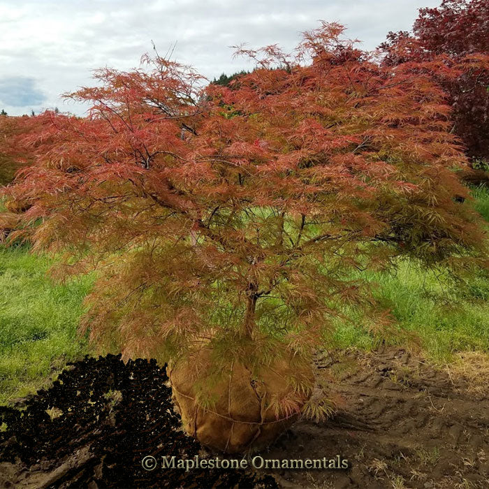 Autumn Fire – Maplestone Ornamentals