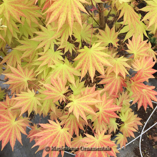 Japanese Maples – Maplestone Ornamentals
