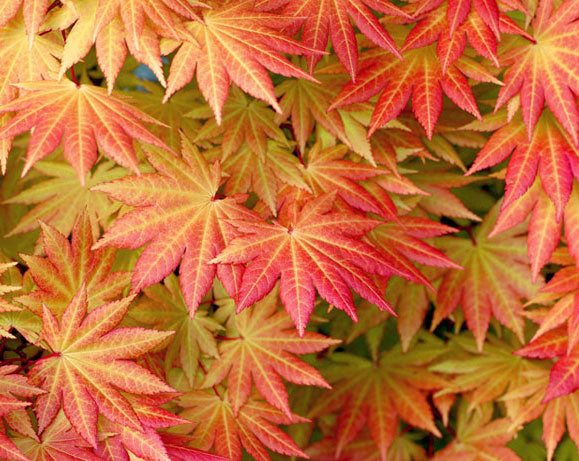 Autumn Moon – Maplestone Ornamentals