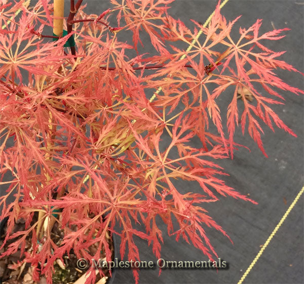Japanese Maples – Maplestone Ornamentals