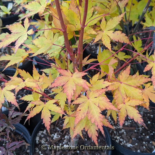 Baton Rouge – Maplestone Ornamentals