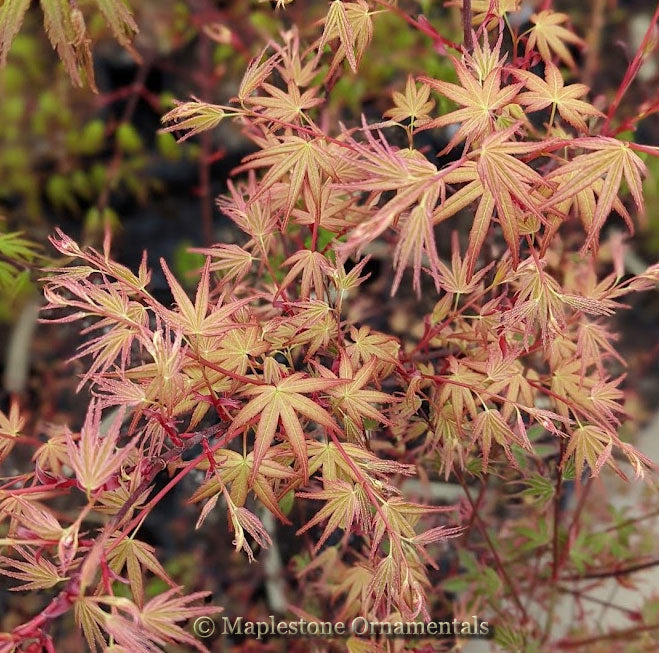 Japanese Maples – Maplestone Ornamentals