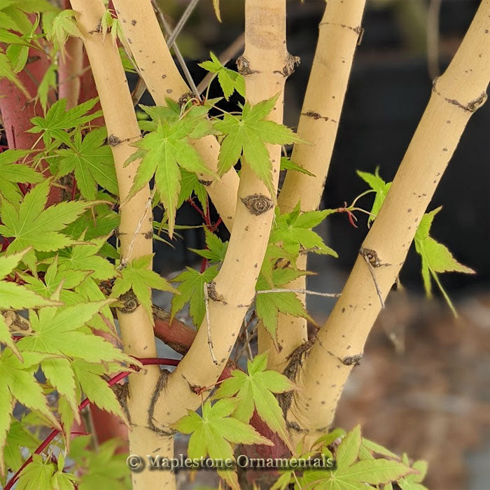 Bihou – Maplestone Ornamentals