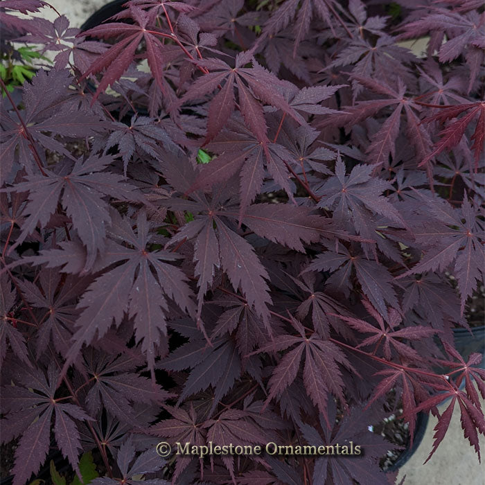 Black Lace – Maplestone Ornamentals