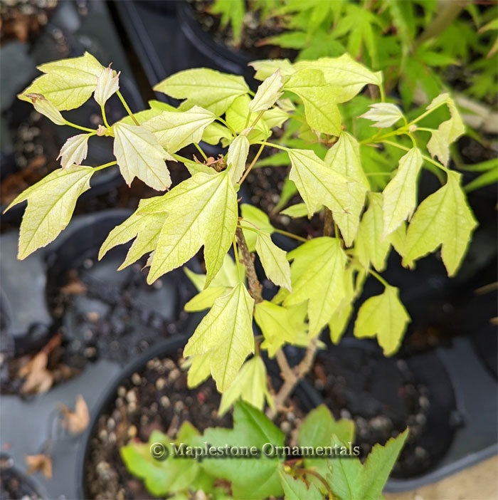 Japanese Maples – Maplestone Ornamentals