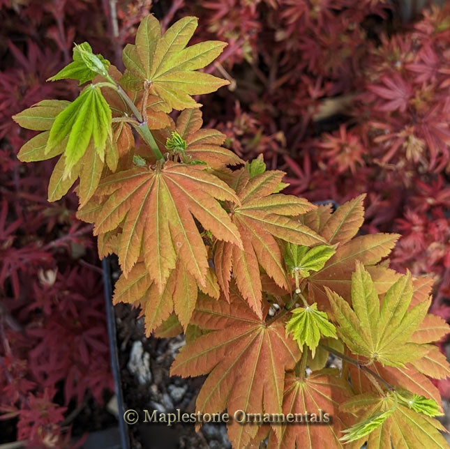 Blue Moon – Maplestone Ornamentals