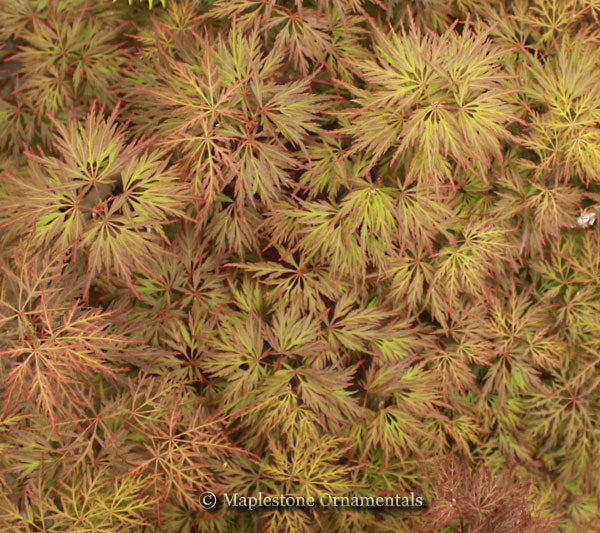 Brocade – Maplestone Ornamentals