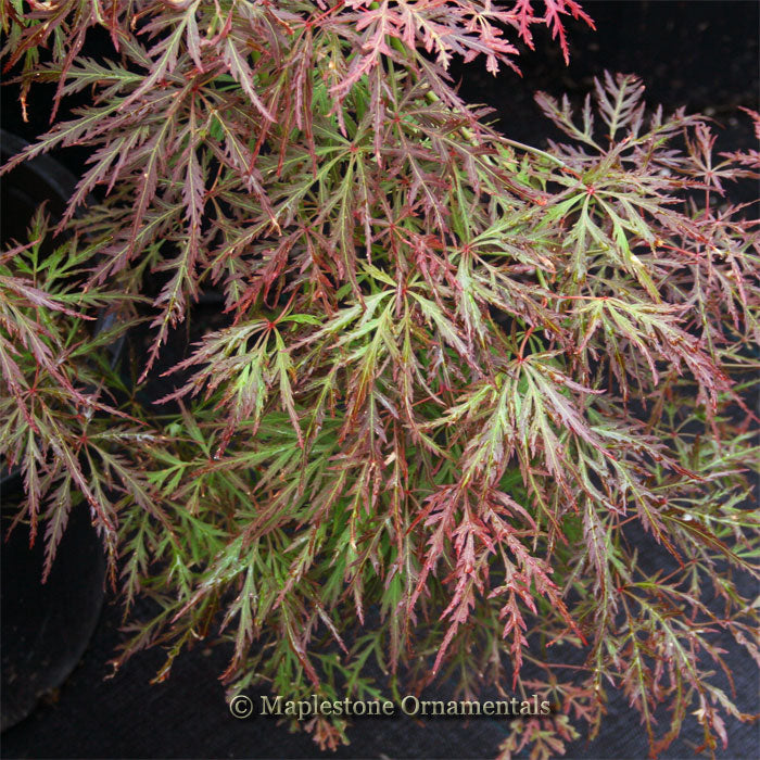 Japanese Maples – Maplestone Ornamentals