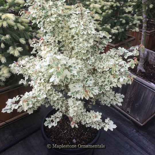 Carnival – Maplestone Ornamentals