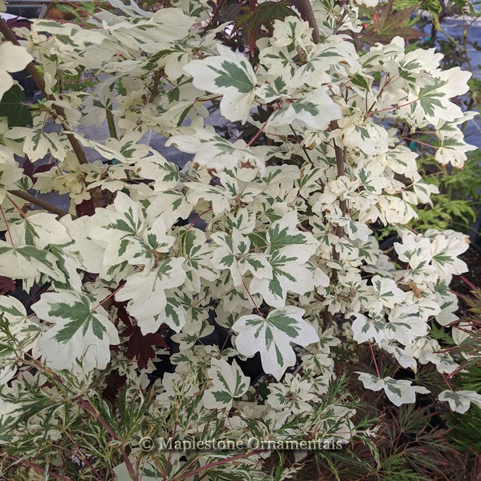 Carnival – Maplestone Ornamentals