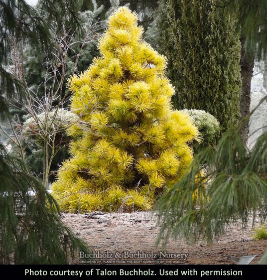 Chief Joseph – Maplestone Ornamentals