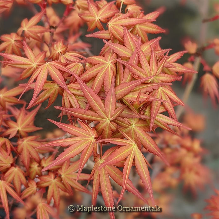 Japanese Maples – Page 3 – Maplestone Ornamentals