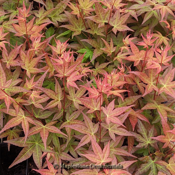 Japanese Maples – Maplestone Ornamentals
