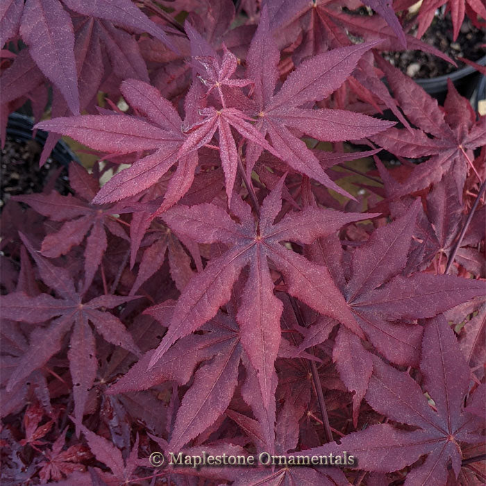 Japanese Maples – Maplestone Ornamentals