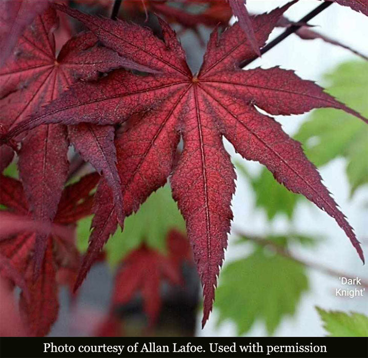 Dark Knight – Maplestone Ornamentals