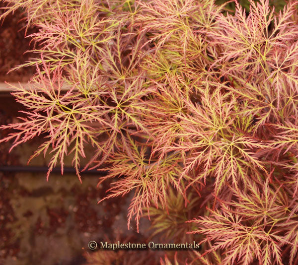 Dragon's Fire – Maplestone Ornamentals