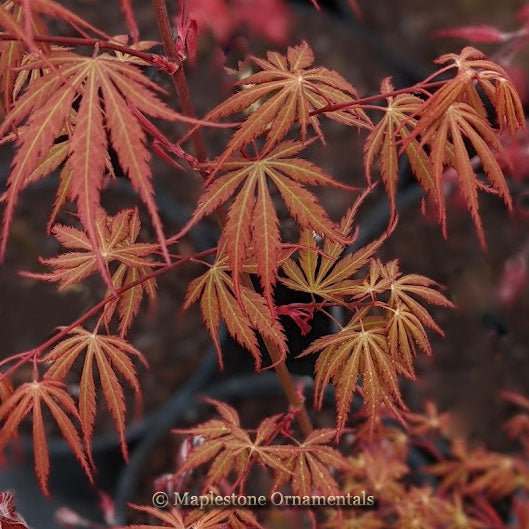 Dulce – Maplestone Ornamentals