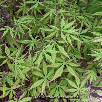 Japanese Maples – Maplestone Ornamentals