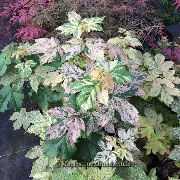 Esk Sunset – Maplestone Ornamentals