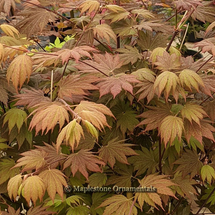 Ever Autumn – Maplestone Ornamentals