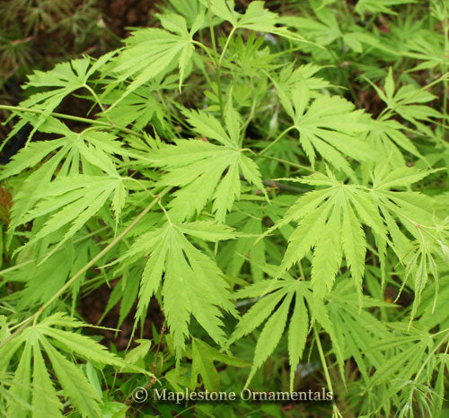 Fascination – Maplestone Ornamentals