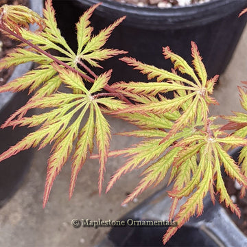 Japanese Maples – Maplestone Ornamentals