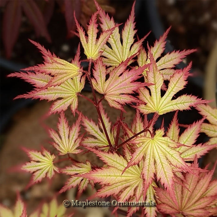 Firefly – Maplestone Ornamentals